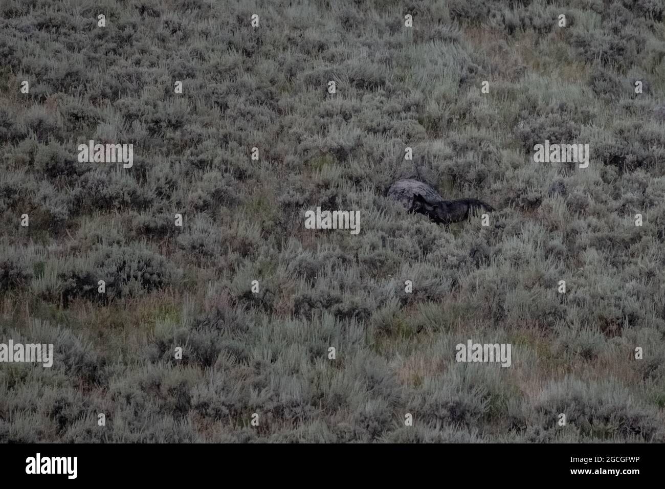 Black Wolf Trots Through Tall Bushes in Yellowstone National Park Stock ...