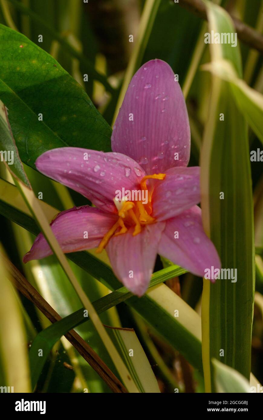 Pink Storm Lilly., Zephyranthes grandiflora Stock Photo - Alamy
