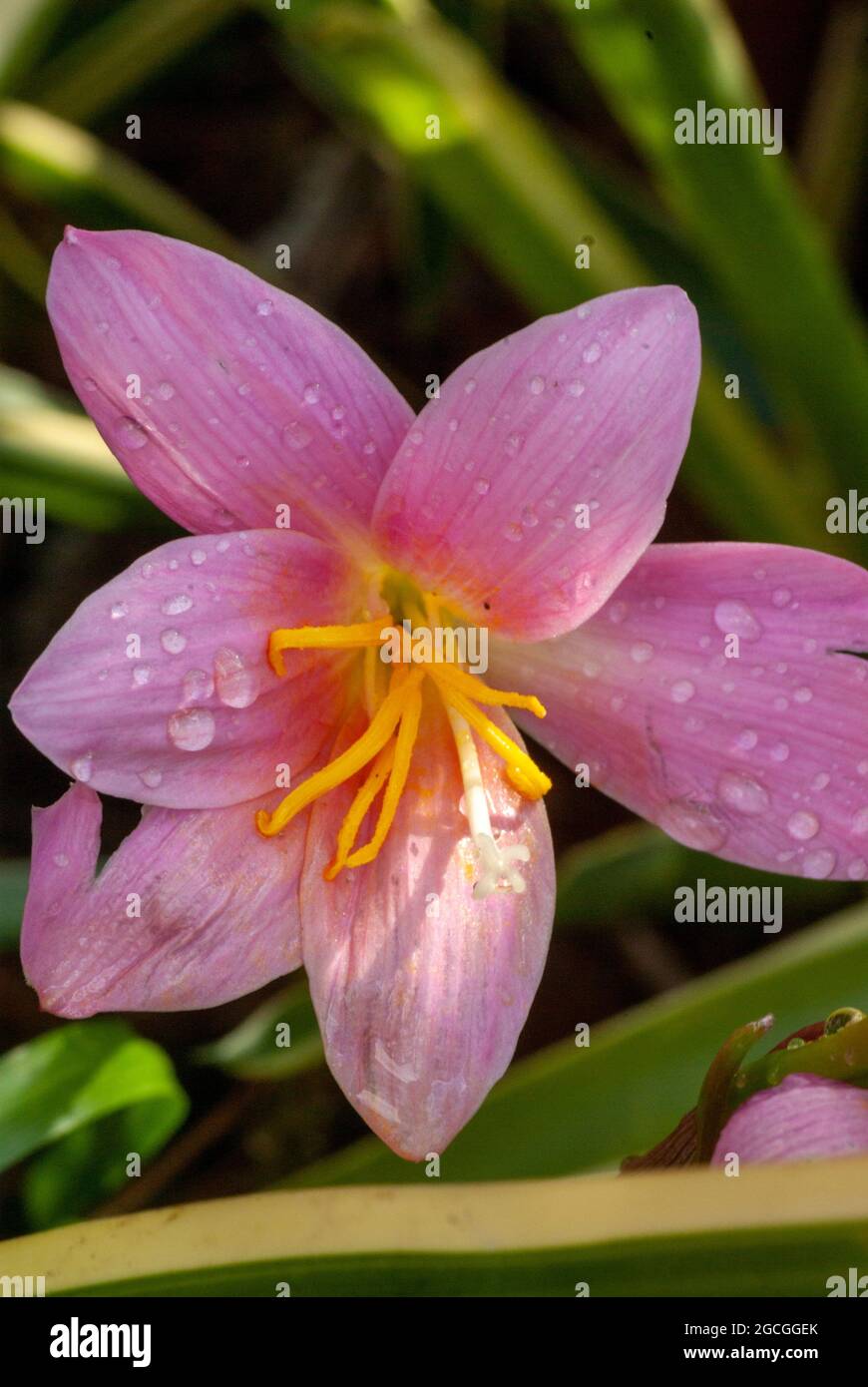 Pink Storm Lilly., Zephyranthes grandiflora Stock Photo - Alamy