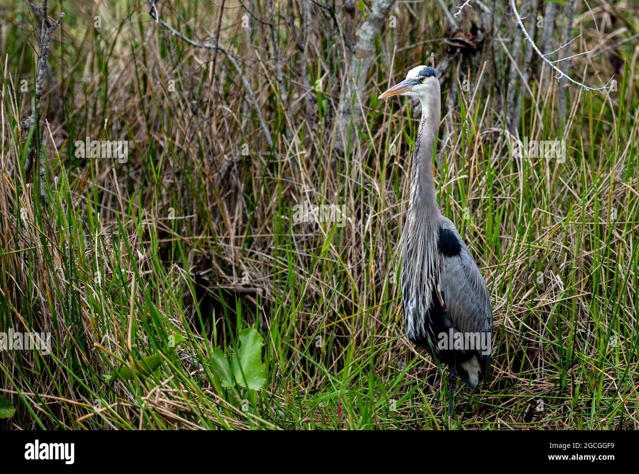Tall grasses everglades hi-res stock photography and images - Alamy