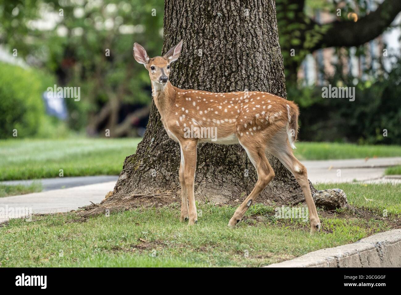 Adorable white-tailed deer fawn on neighborhood front lawn Stock Photo ...