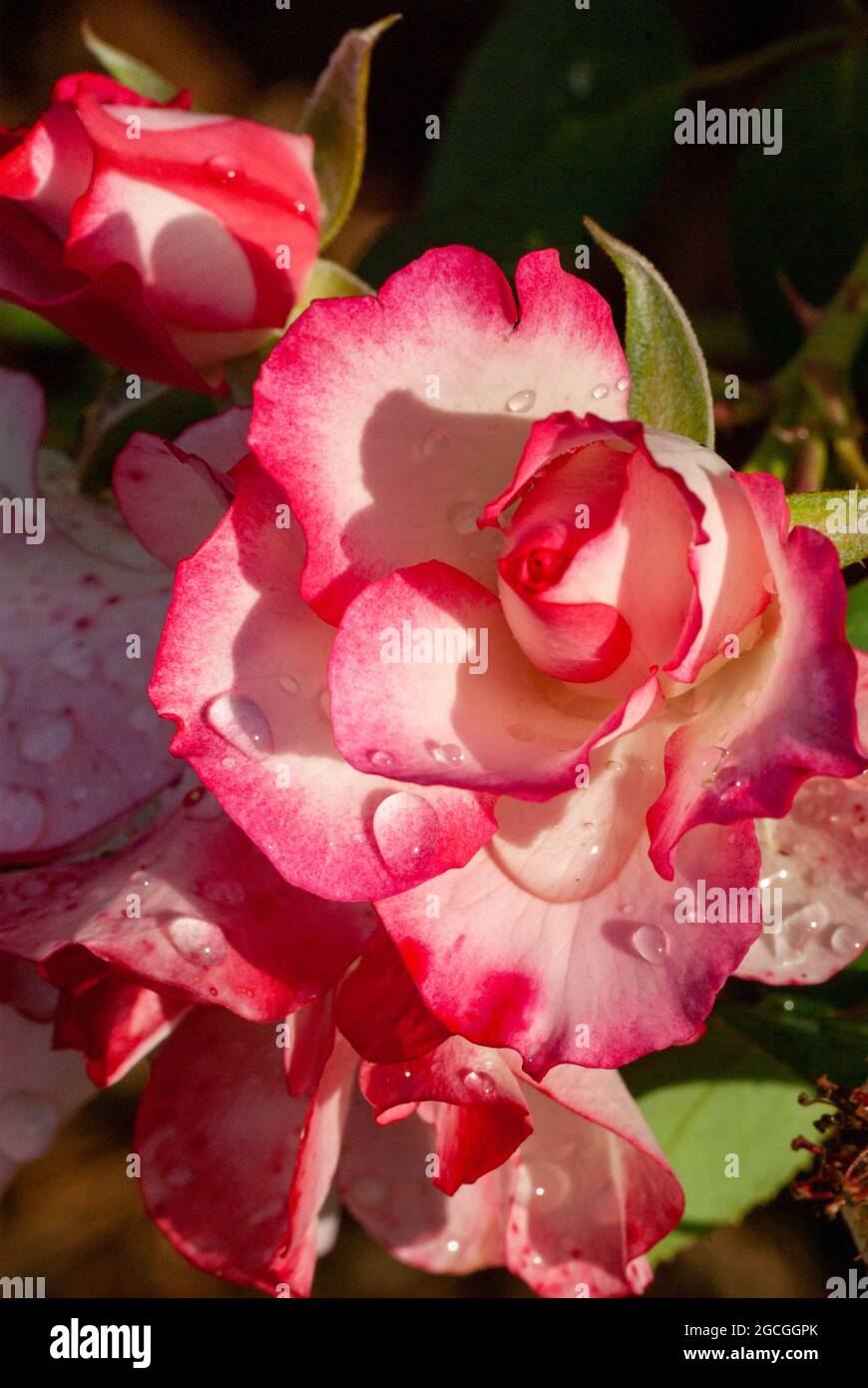 Rose Red White Variegated Stock Photo - Alamy