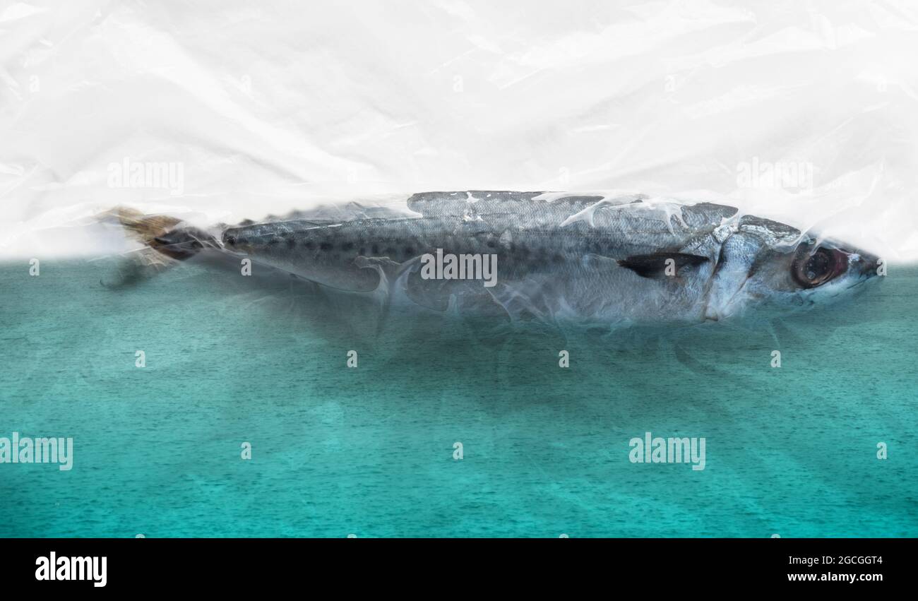 mackerel fish cover by plastic film for food and ocean pollution ...