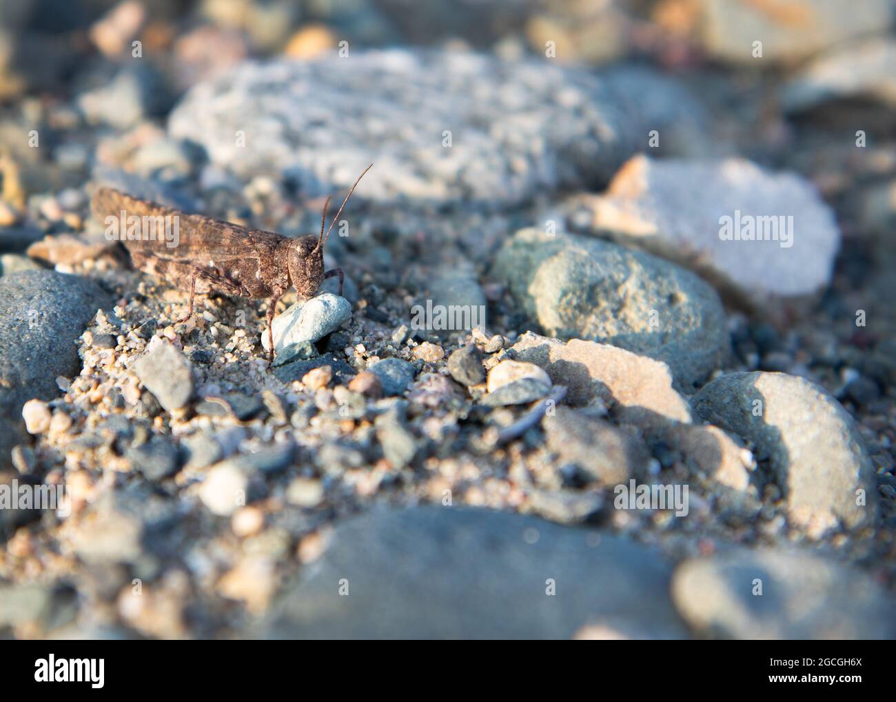 grasshopper on rocks and gravel Stock Photo - Alamy