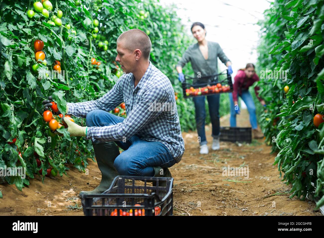 Farm worker gathering crop of organic tomatoes cultivar in hothouse ...