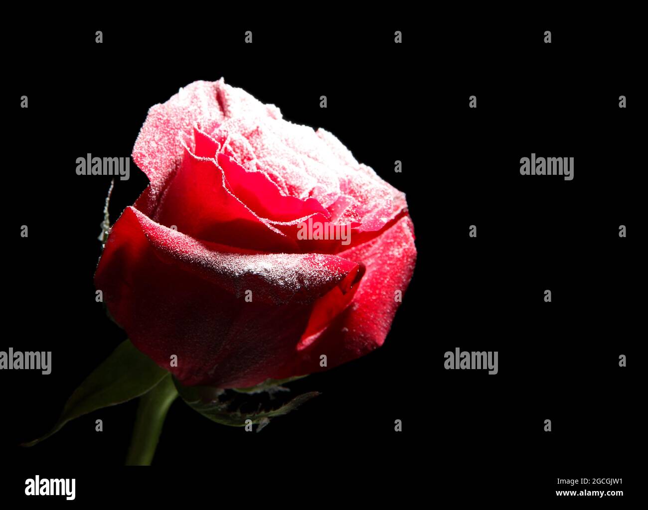 Red rose in ice, isolated on black Stock Photo - Alamy