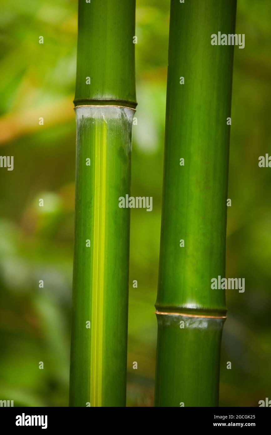 Young bamboo tree with pretty green color with soft blur for background ...
