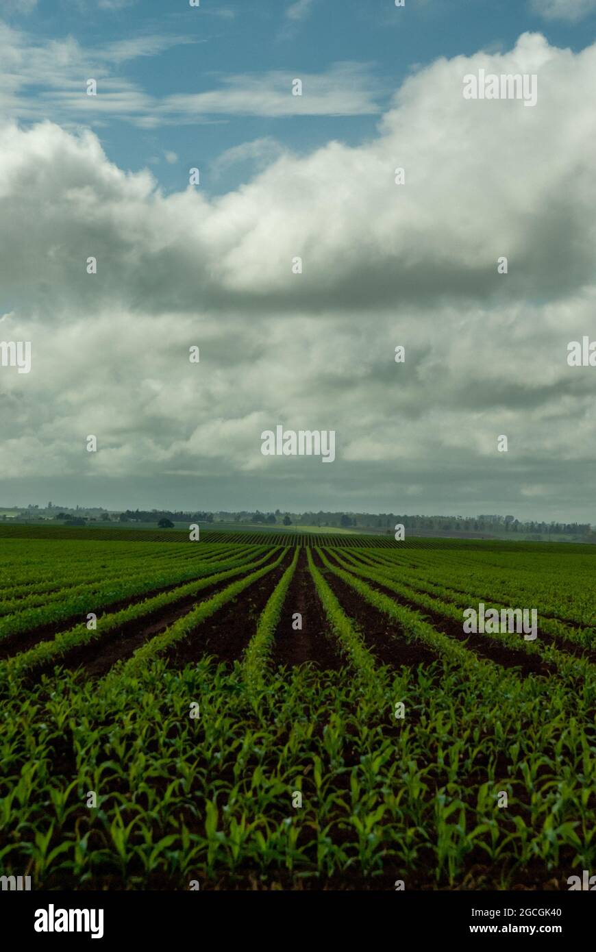 Crops, Seeded Field Stock Photo - Alamy