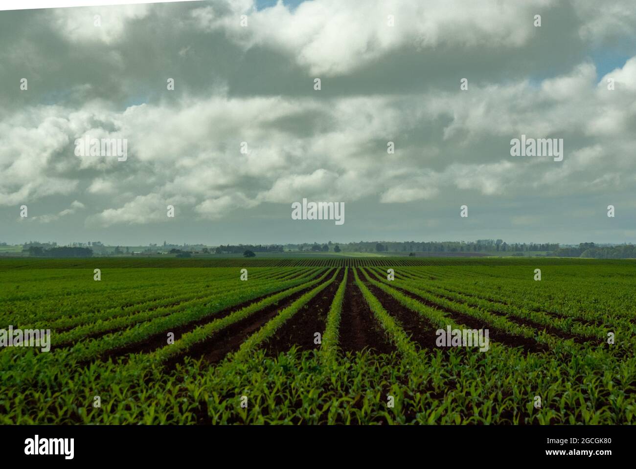 Crops, Seeded Field Stock Photo - Alamy