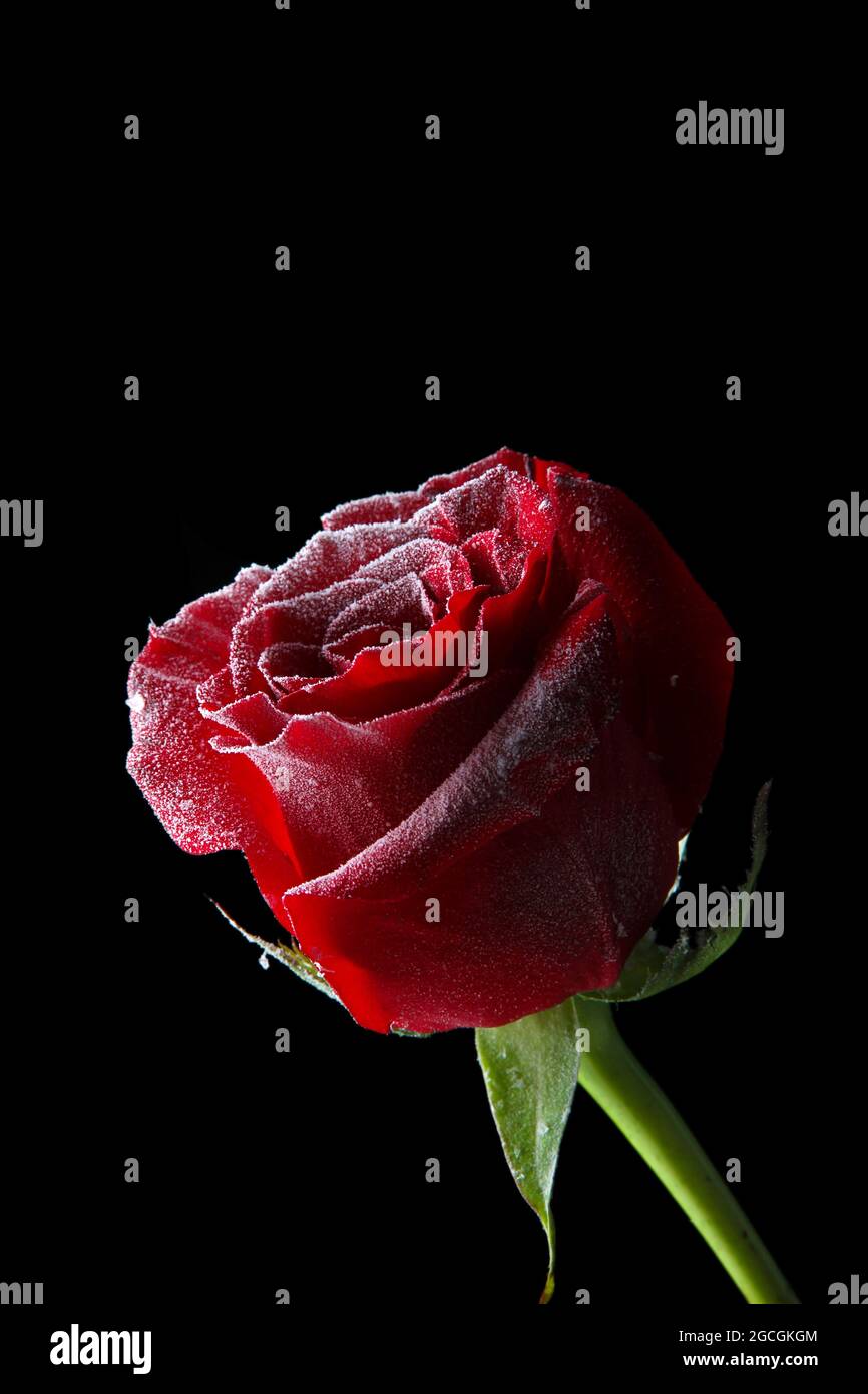 Red rose in ice, isolated on black Stock Photo - Alamy