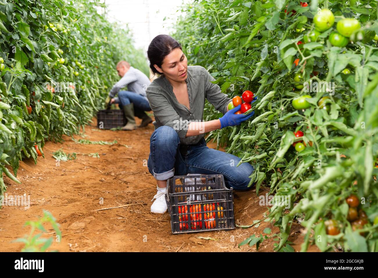 Female farm worker gathering crop of organic tomatoes cultivar Stock ...
