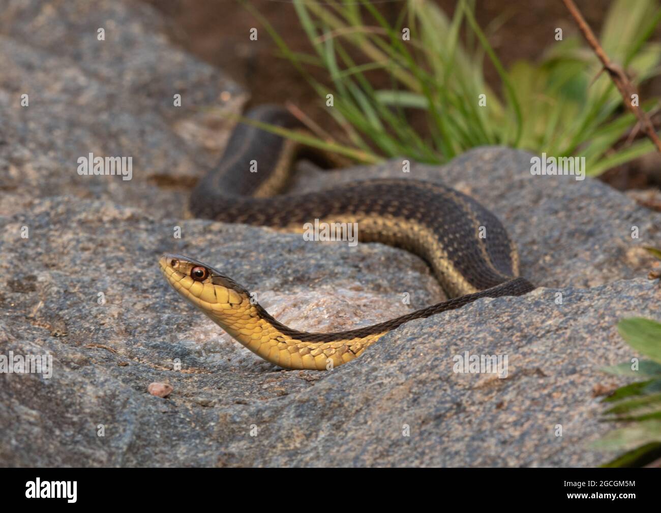 A common Garter Snake on a rock in Algonquin Park Ontario Stock Photo ...