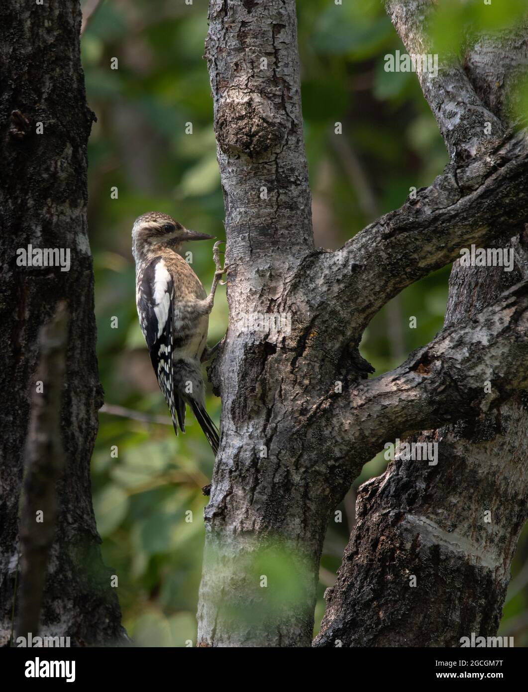 Yellow Bellied Sapsucker Baby