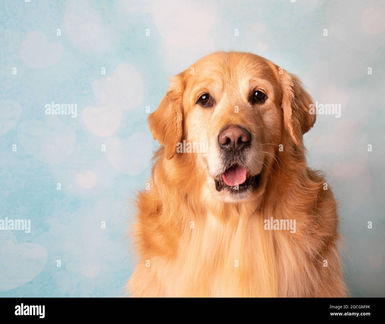 Close up purebred golden hi-res stock photography and images - Alamy