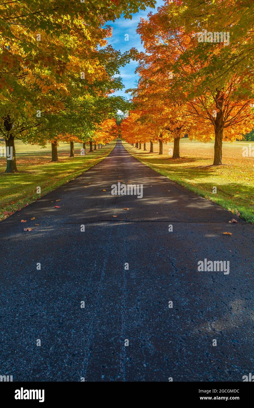 Colorful street path through golden brown maple trees in autumn Stock ...