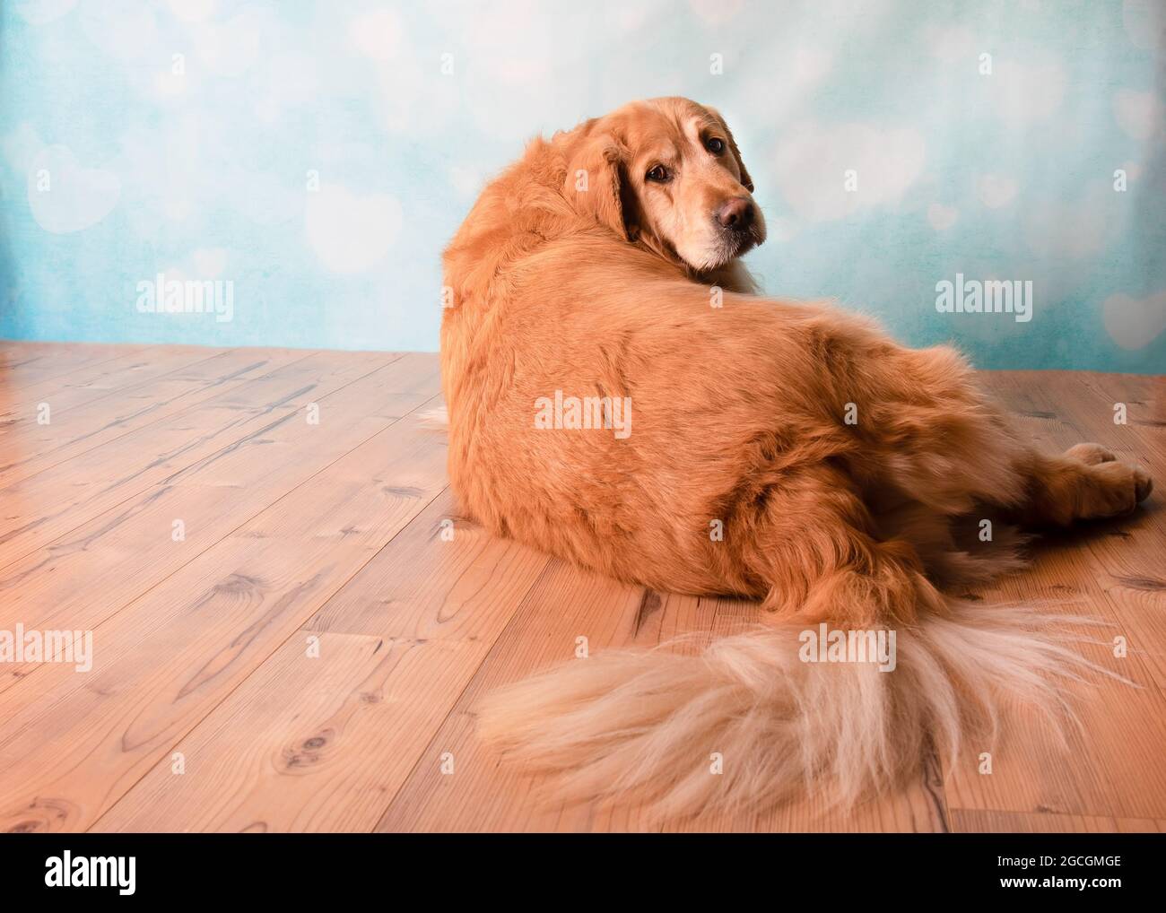 Golden Retriever Lying On Back