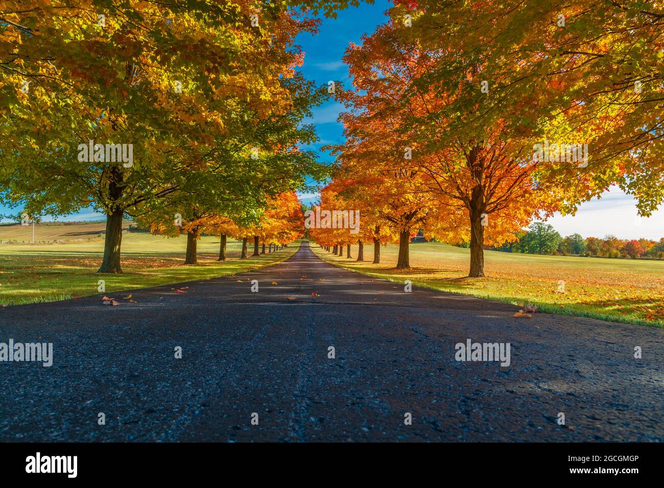 Colorful street path through golden brown maple trees in autumn Stock ...
