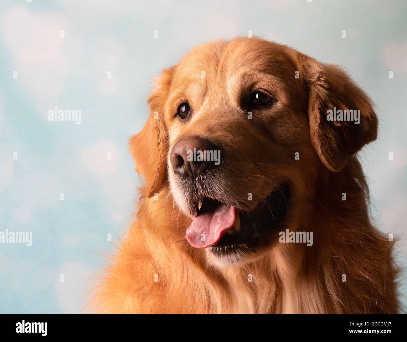Golden Retriever side profile close up portrait Stock Photo - Alamy
