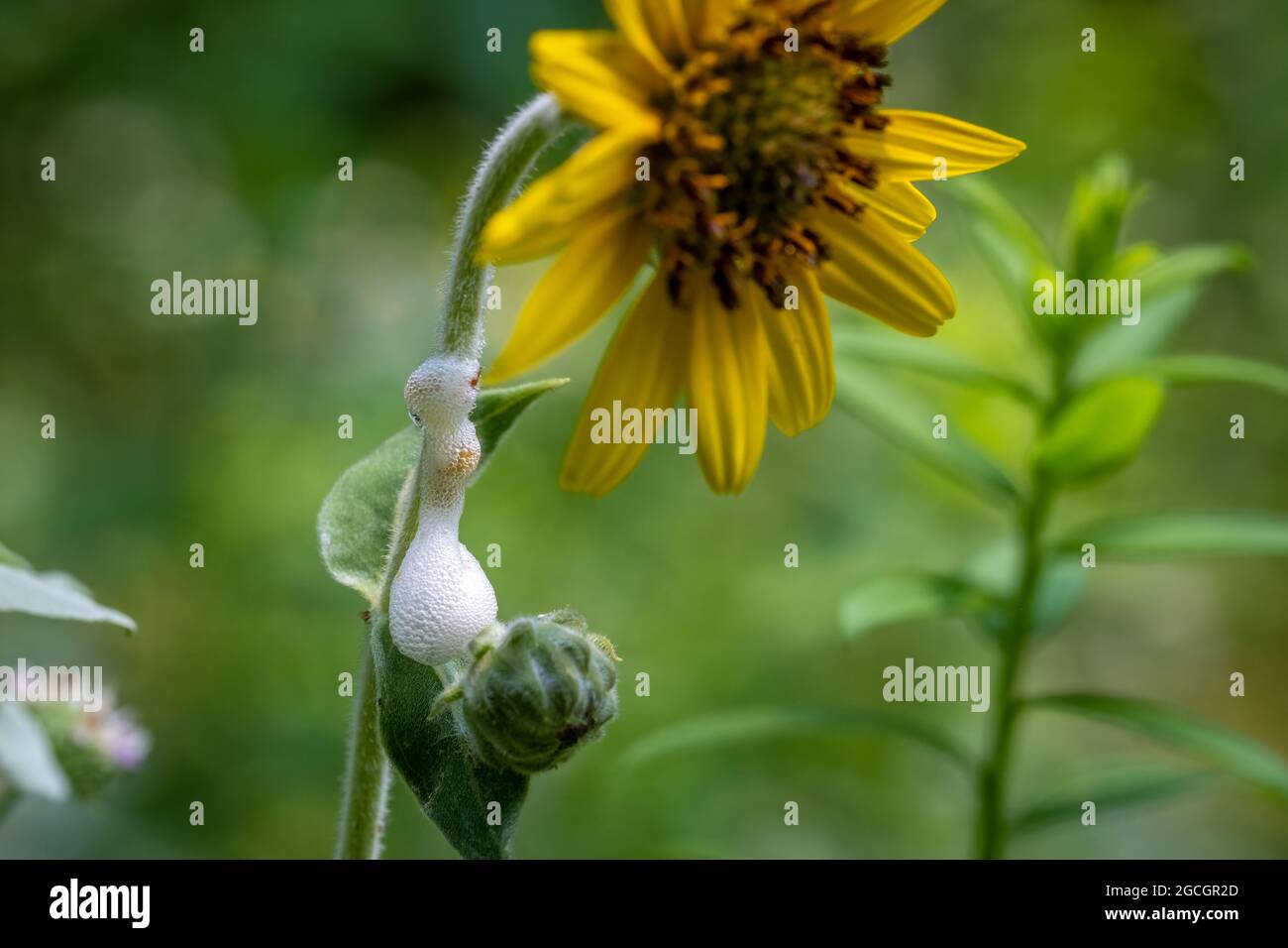 Spittle bug hi-res stock photography and images - Alamy