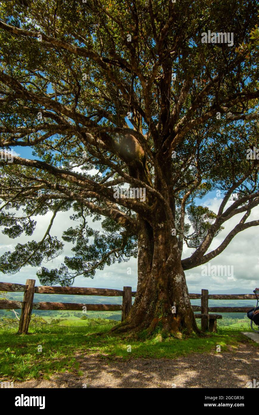 Millaa Millaa Lookout, Atherton Tablelands, Queensland, Australia Stock ...