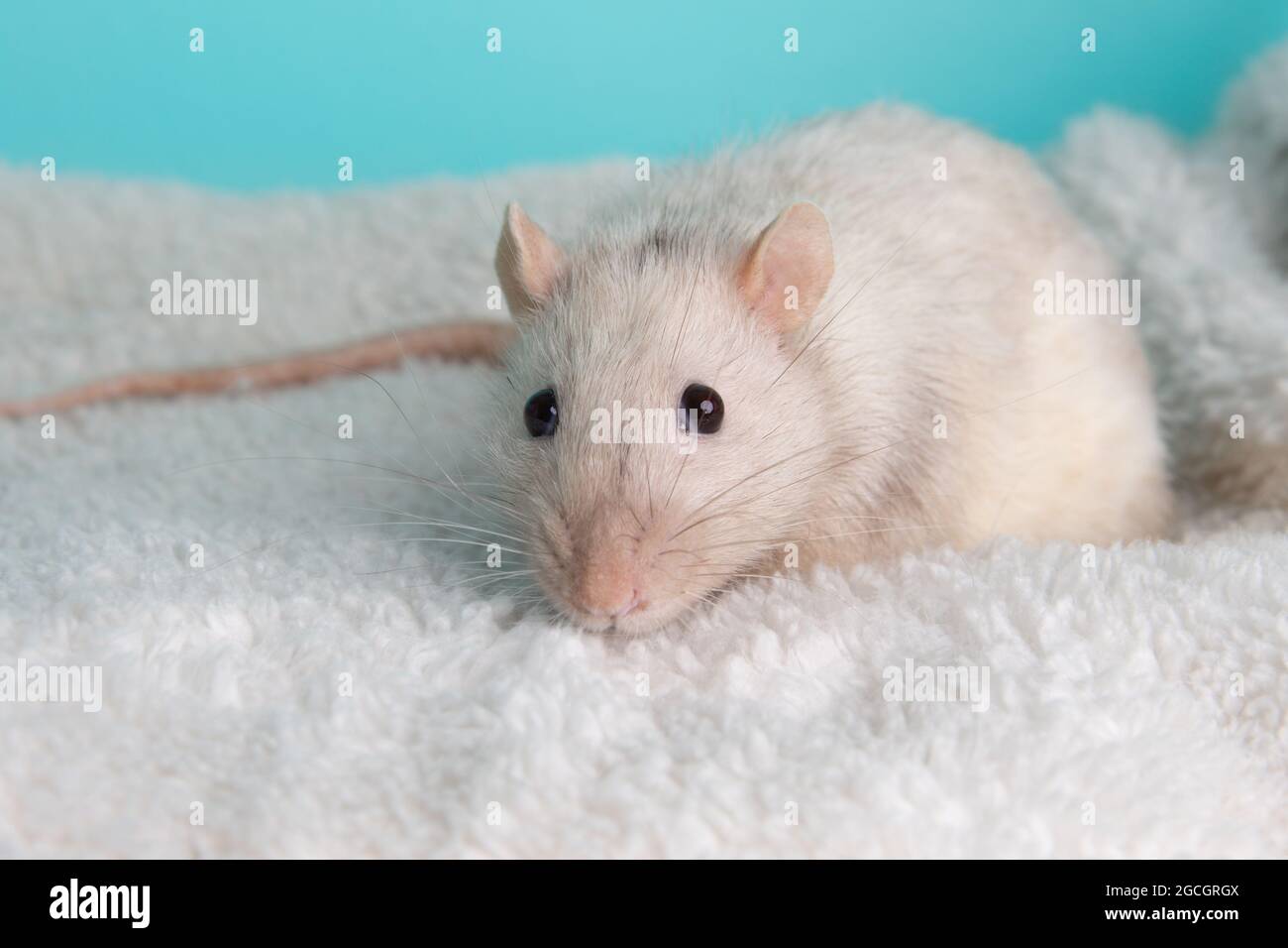 White pet rat portrait on a blanket Stock Photo - Alamy
