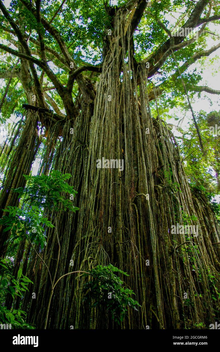 Strangler Fig Tree Curtain Fig Ficus virens Stock Photo - Alamy