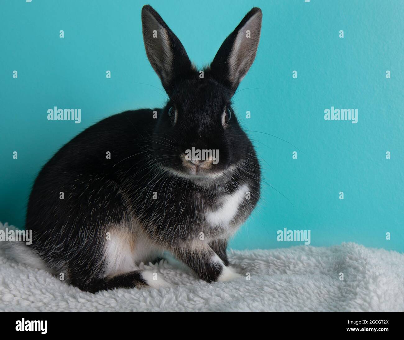 Black and white bunny rabbit portrait Stock Photo - Alamy
