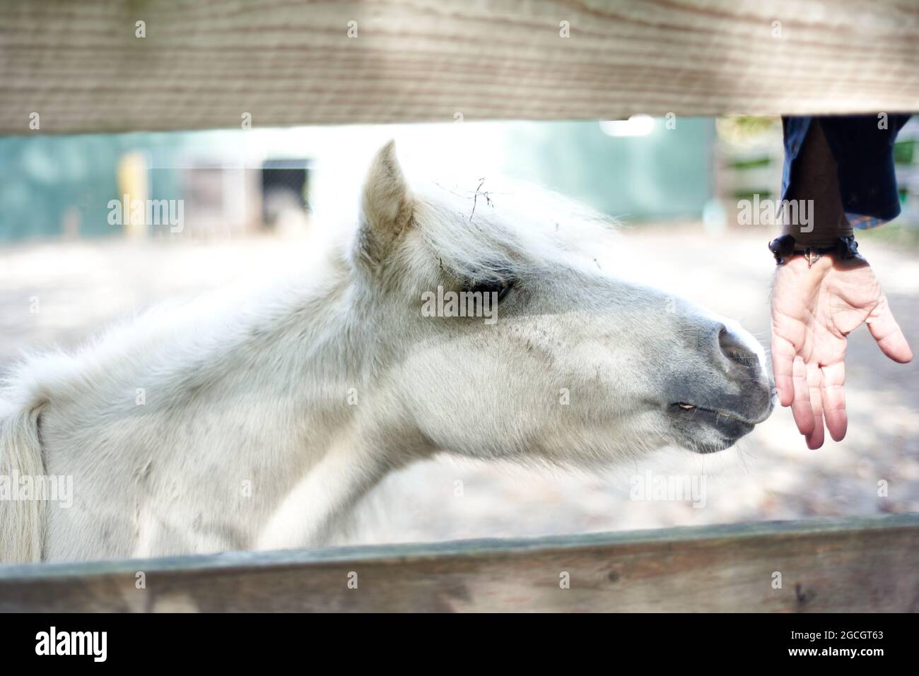 White Horse in a farm - head profile Stock Photo - Alamy