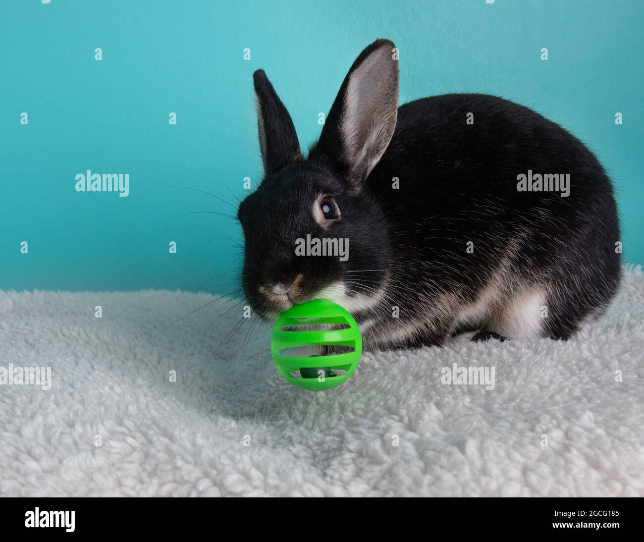 Baby playing brown rabbit hi-res stock photography and images - Alamy