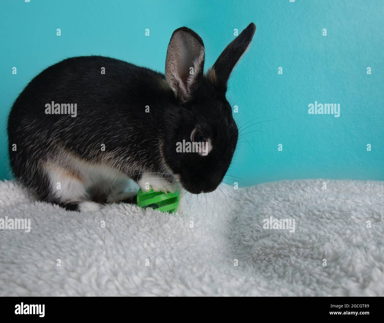 Black and white bunny rabbit portrait playing with a green ball ...