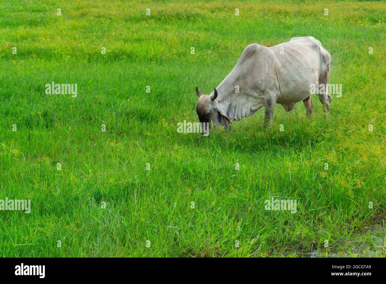 Cow raised freely in rural of Southeast Asia grazing alone in green ...