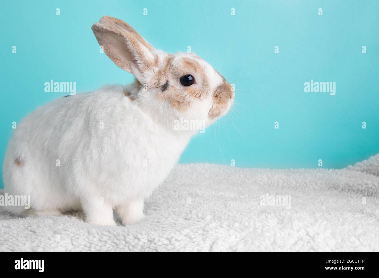 Brown and white bunny rabbit Stock Photo - Alamy