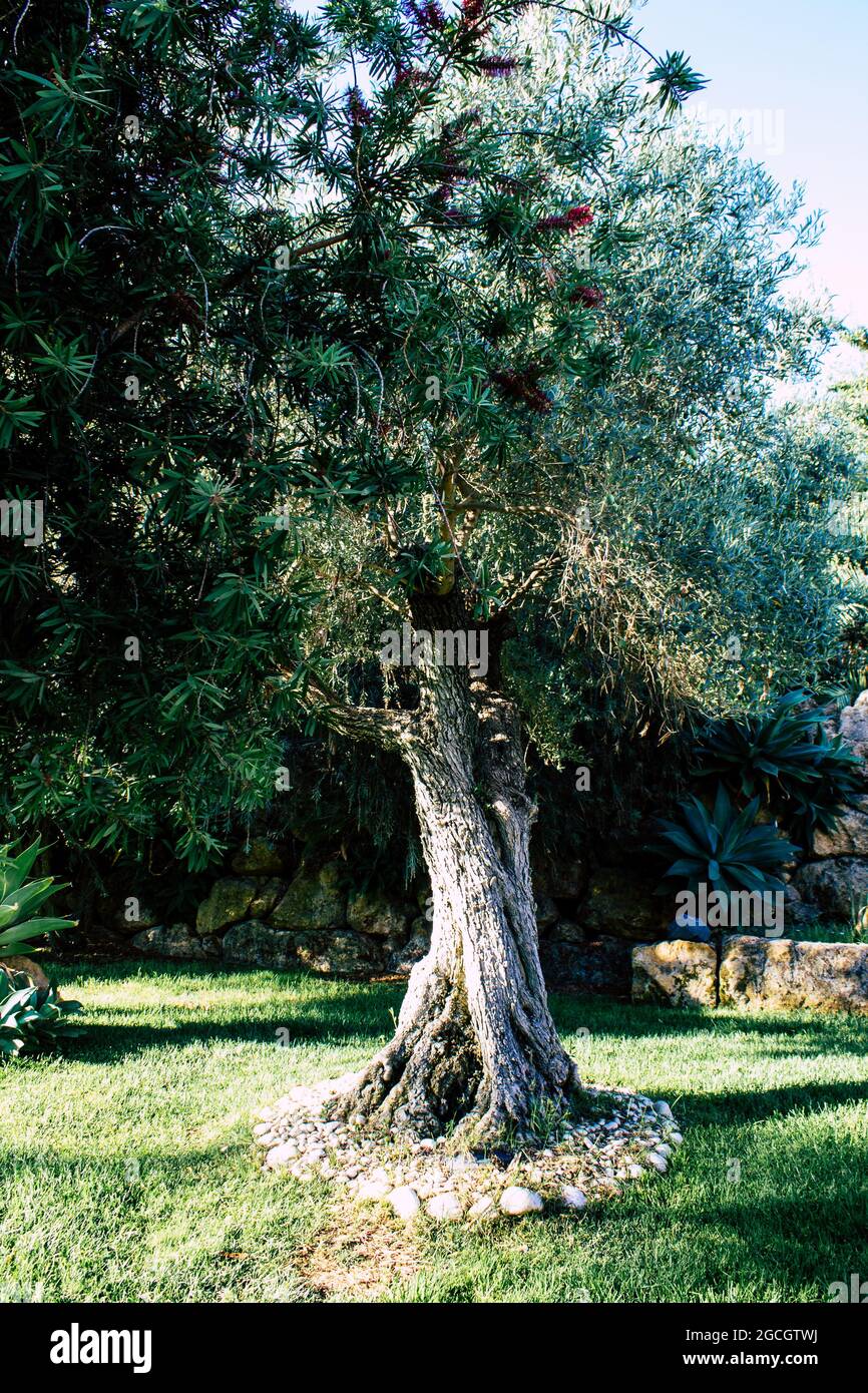 Carmona Spain August 03, 2021 Garden view of Anise Factory Los Hermanos ...