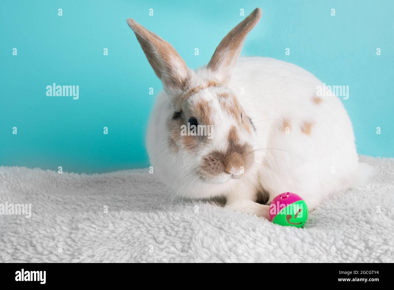 Brown and white bunny rabbit Stock Photo - Alamy