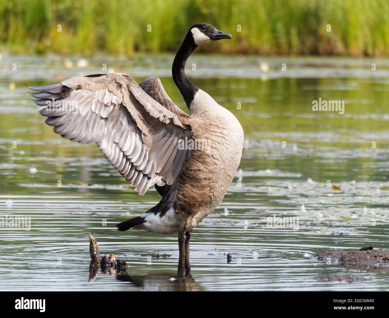 Canada goose stretching wings hi-res stock photography and images - Alamy