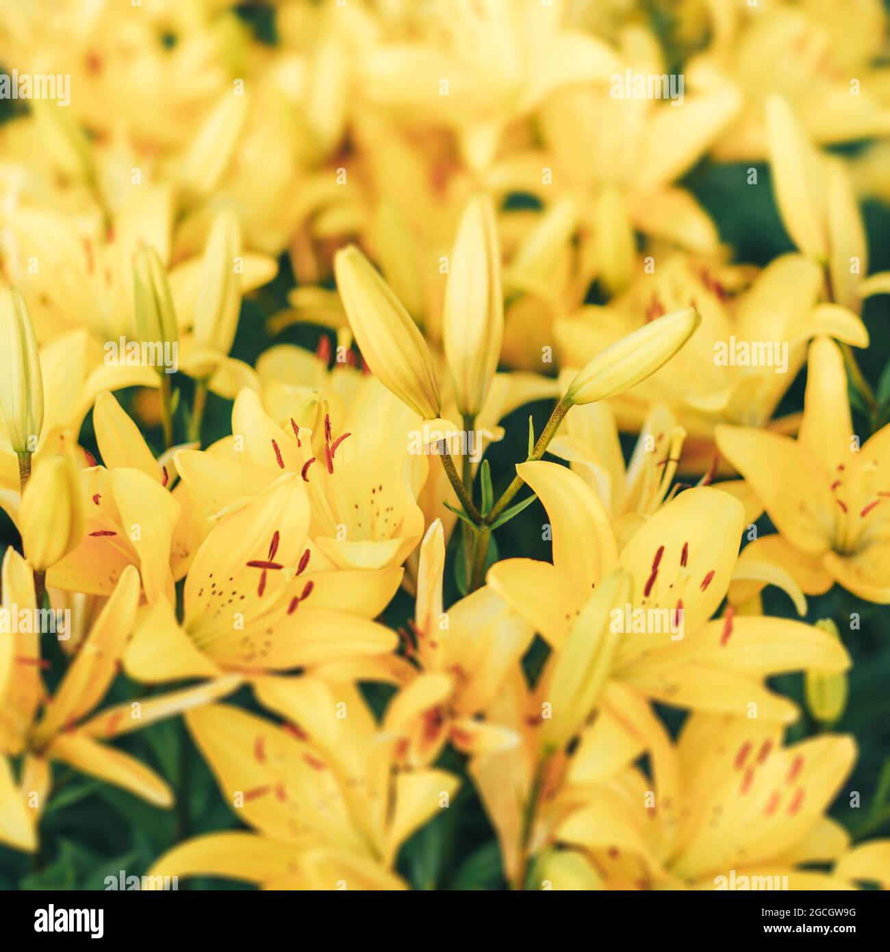 Beautiful background of blooming yellow lilies square photo Stock Photo ...