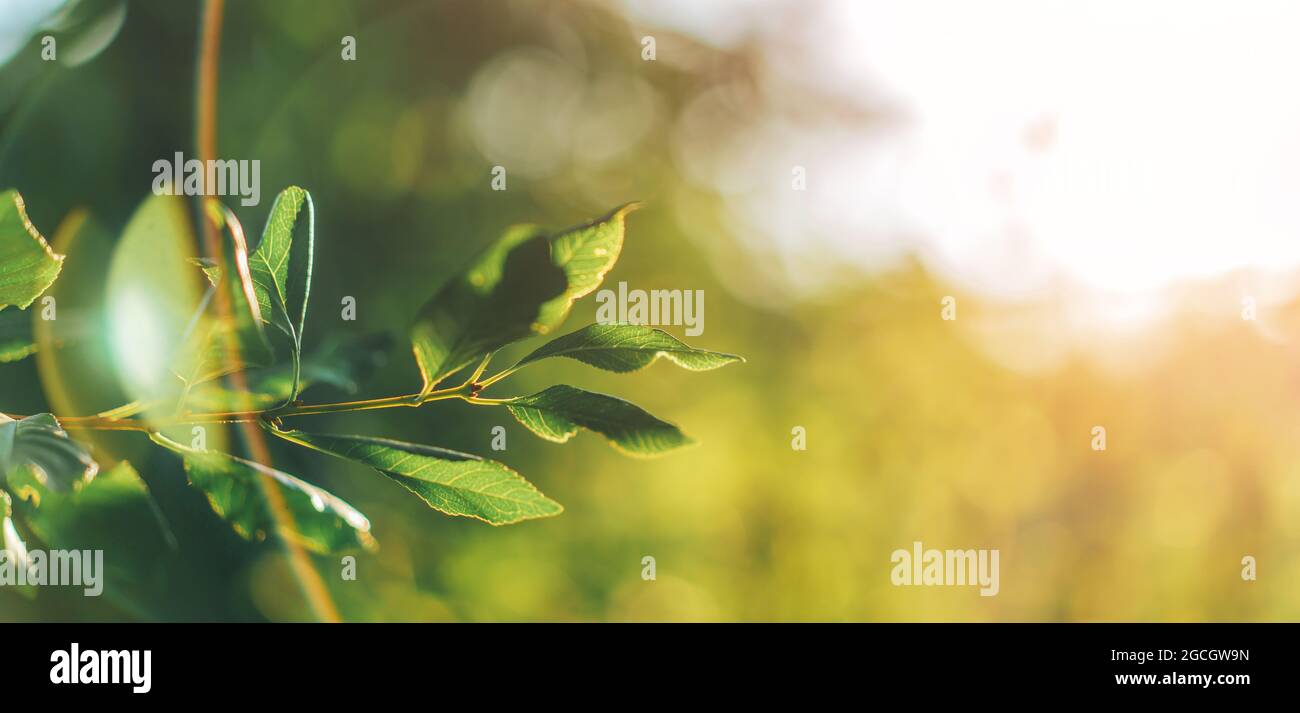 Apple tree branch with green leaves on blurred bright background Stock ...