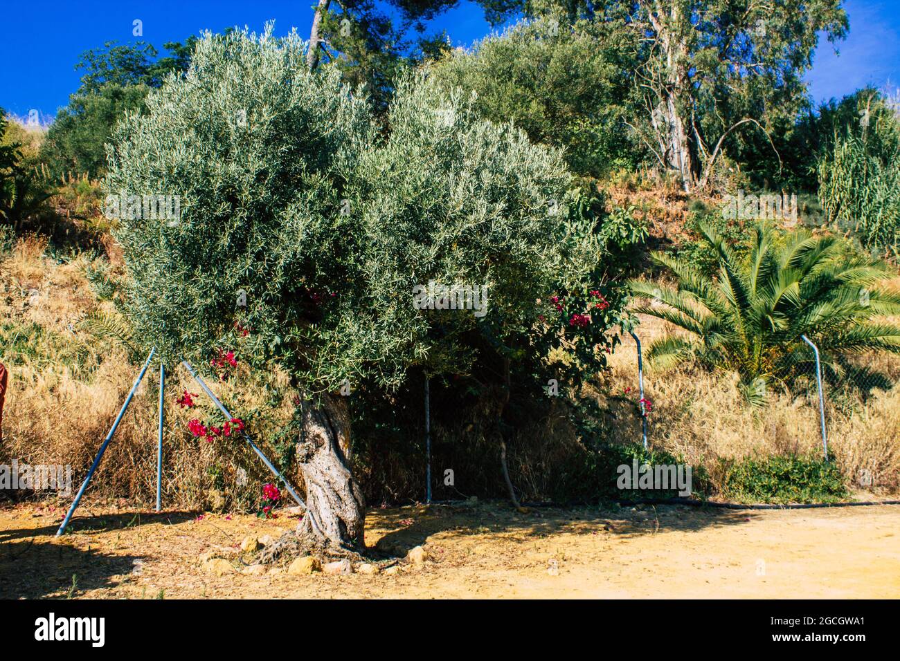 Carmona Spain August 03, 2021 Garden view of Anise Factory Los Hermanos ...