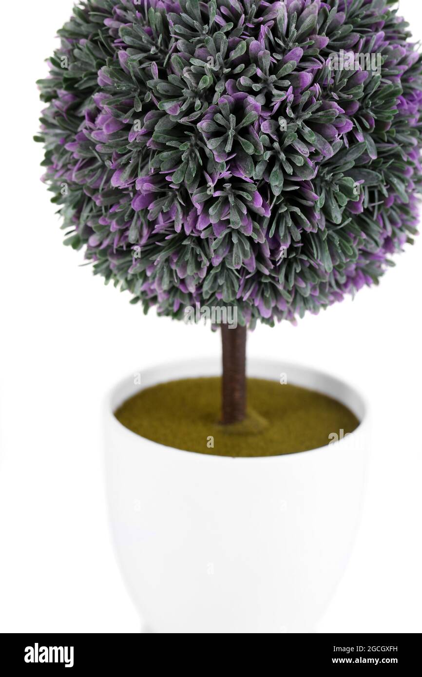 Decorative tree in pot isolated on white Stock Photo - Alamy