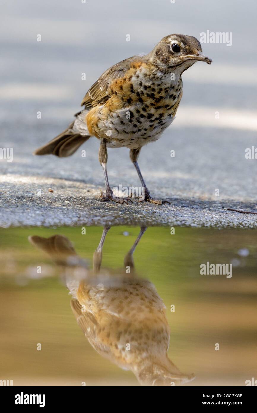 Thirsty American Robin Juvenile near puddle of water in summer. Santa ...
