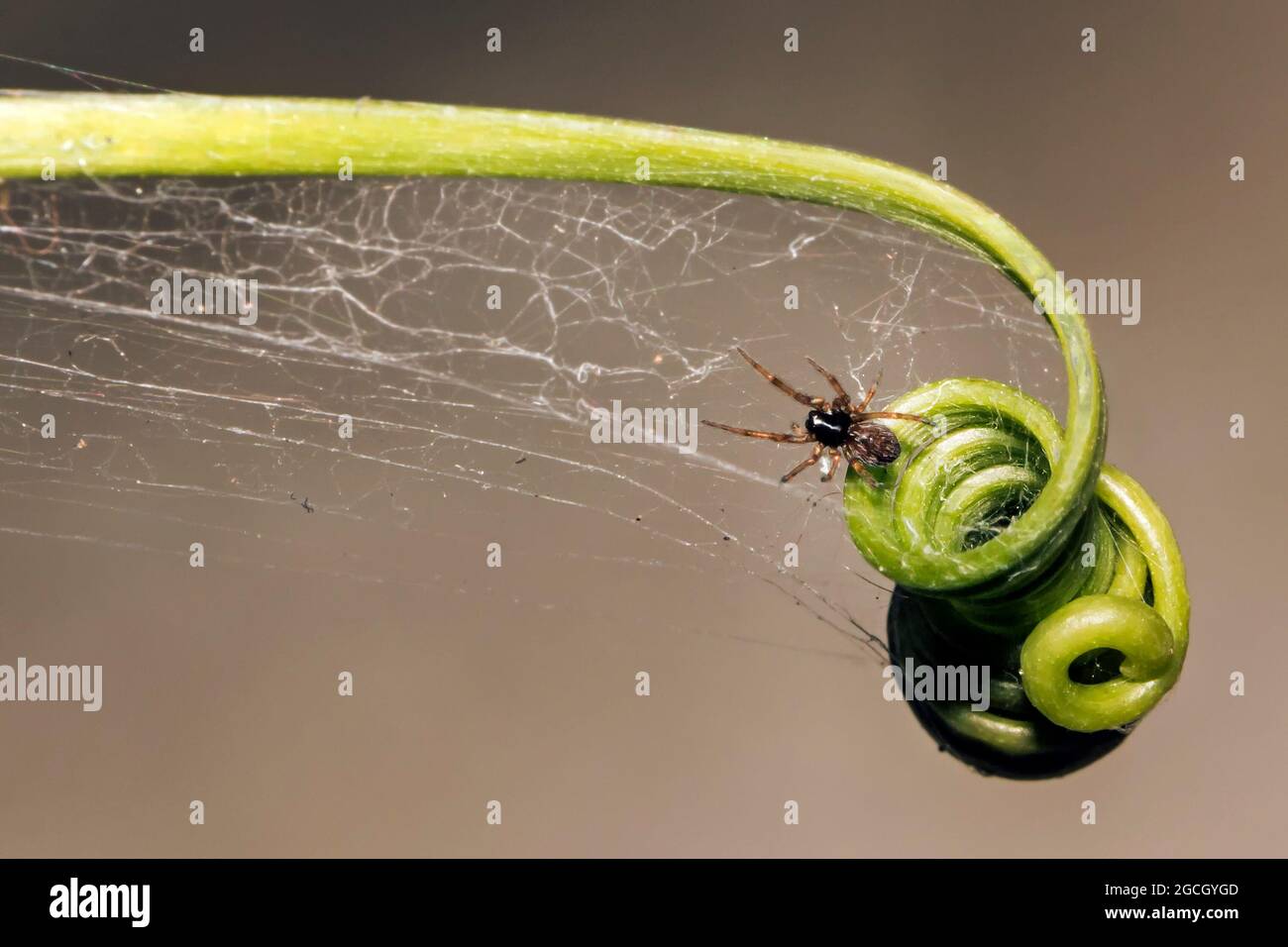 spider web on curly leaf with spider Stock Photo - Alamy