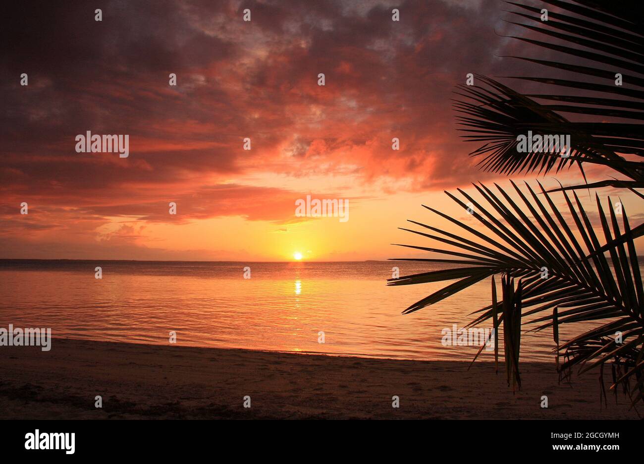 fiery sunset on beach with palm leaf in tonga Stock Photo - Alamy