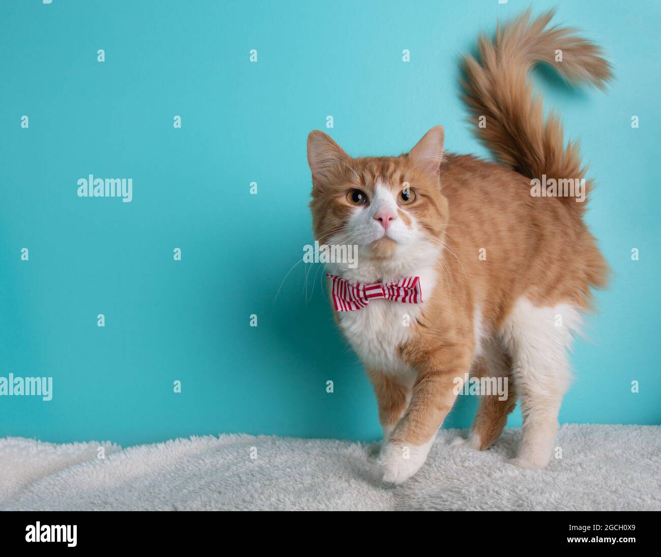 White and orange cat wearing red striped bow tie portrait standing on ...