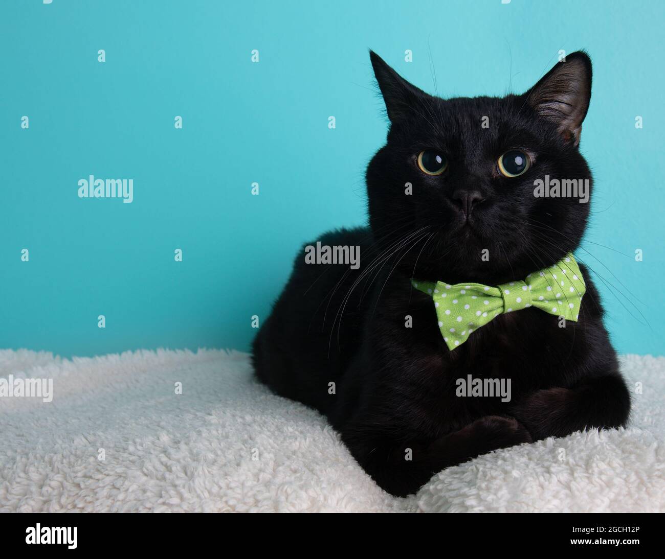 Black and white polka dot tie hi-res stock photography and images - Alamy