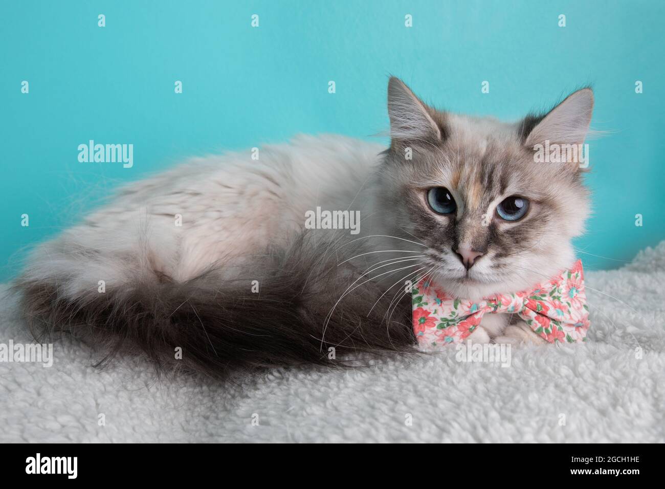 Blue Tortoiseshell Cat