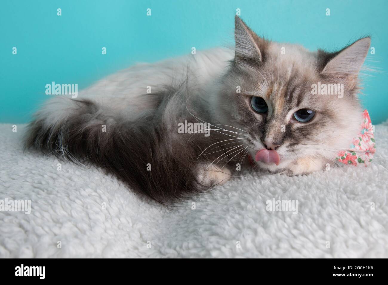 Tortoiseshell And White Cat With Blue Eyes