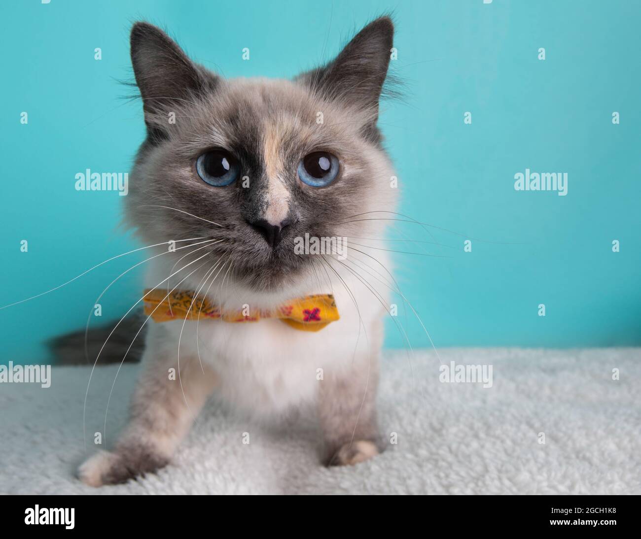 Tortoiseshell And White Cat With Blue Eyes