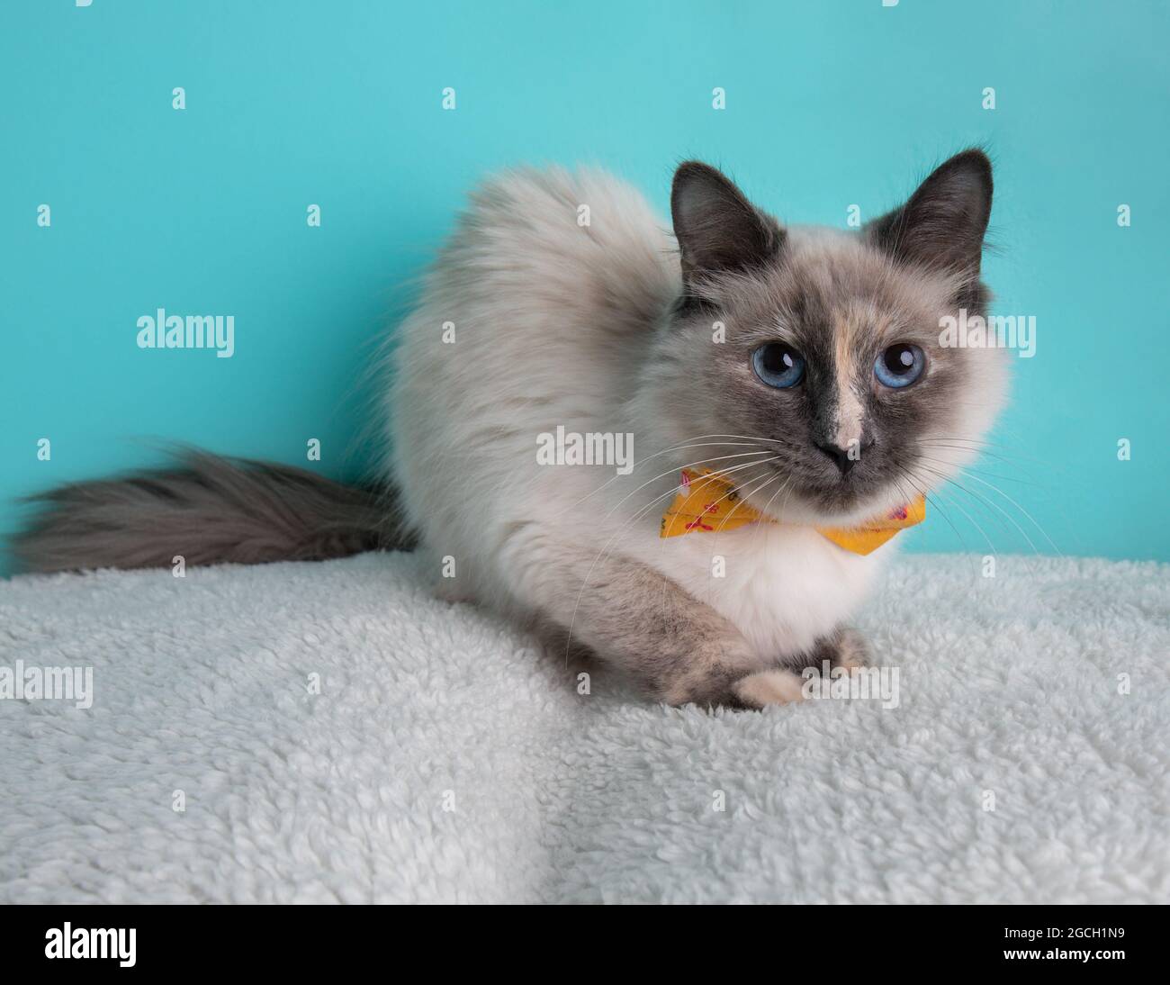 Smart tortoiseshell hi-res stock photography and images - Alamy