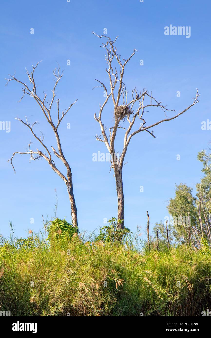White-bellied sea eagle nesting beside the East Alligator River Stock ...