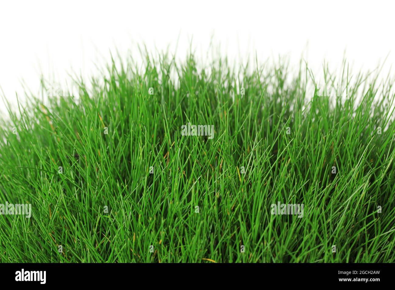 Beautiful green grass, isolated on white Stock Photo - Alamy